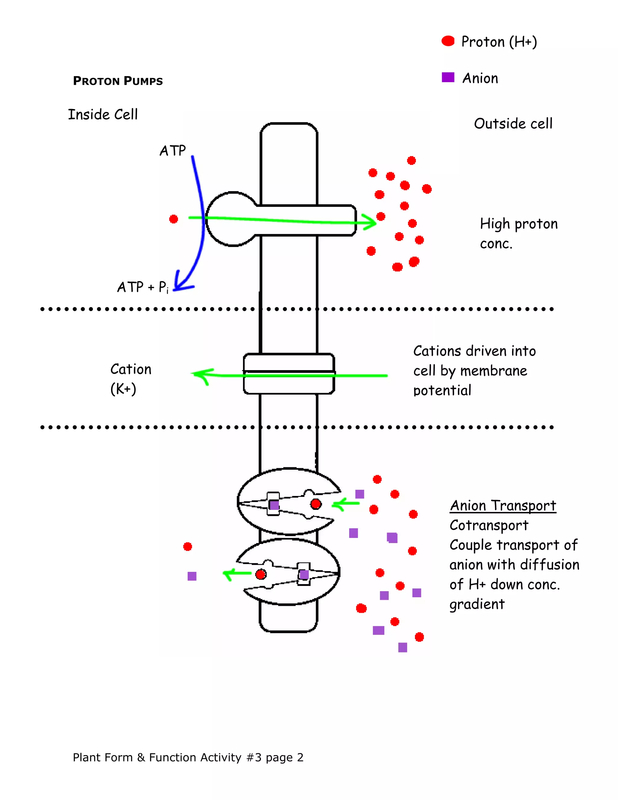 Plant transport notes | PDF