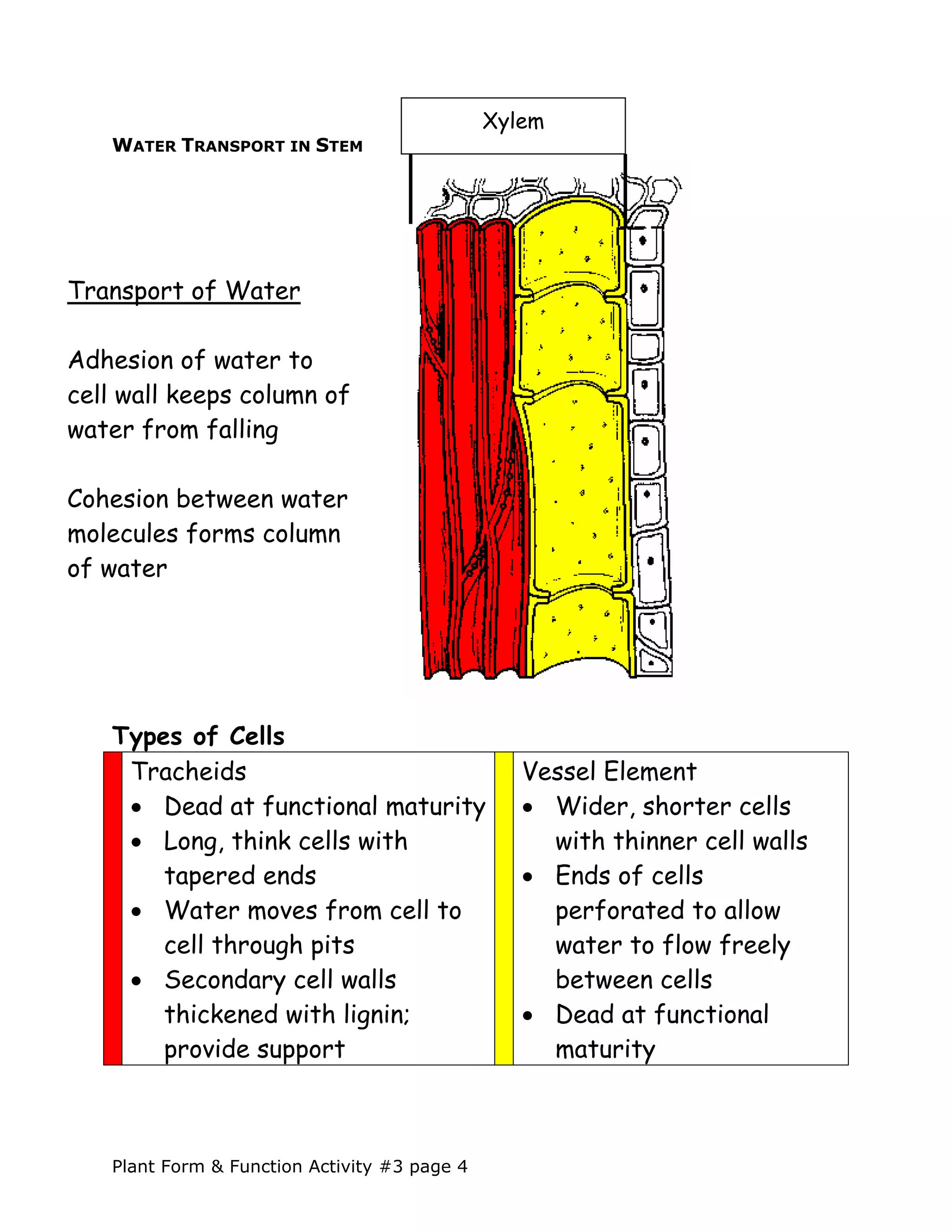 Plant transport notes | PDF