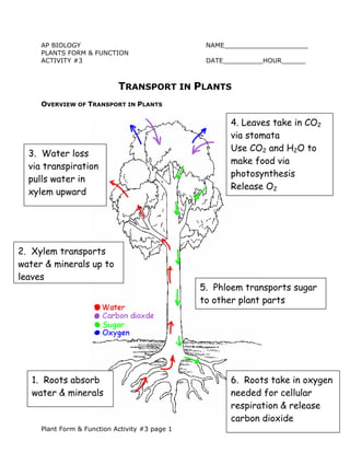 Plant transport notes | PDF