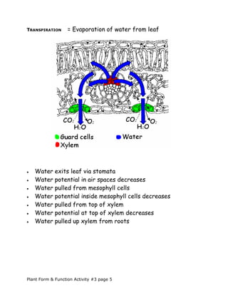 Plant transport notes | PDF
