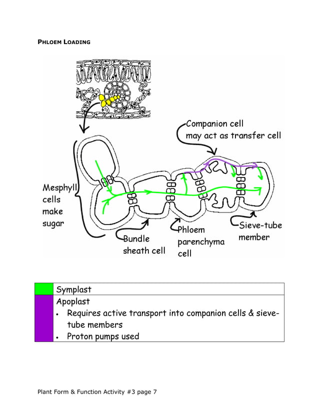 Plant transport notes | PDF