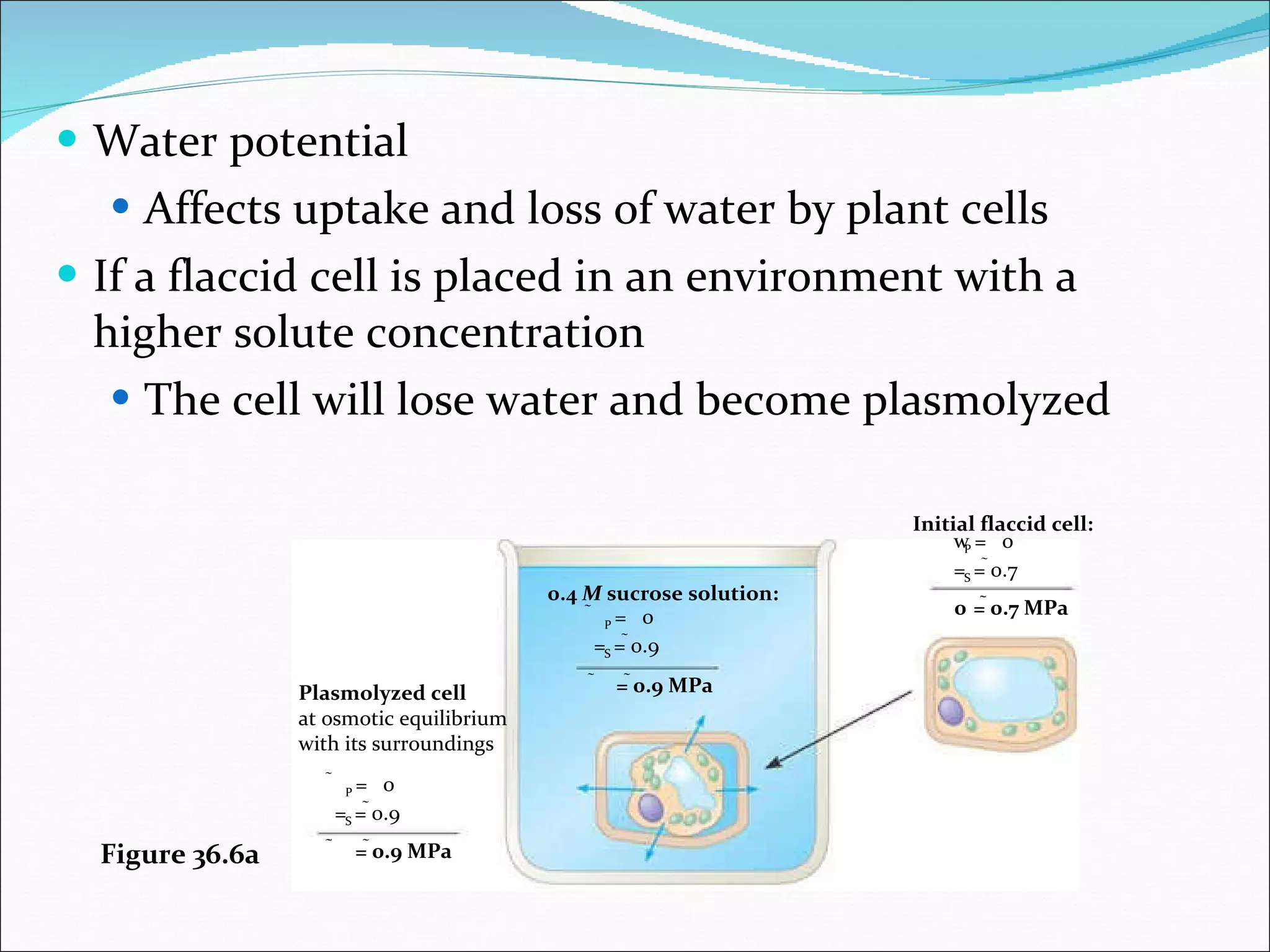 Plant transport ppt | PPT