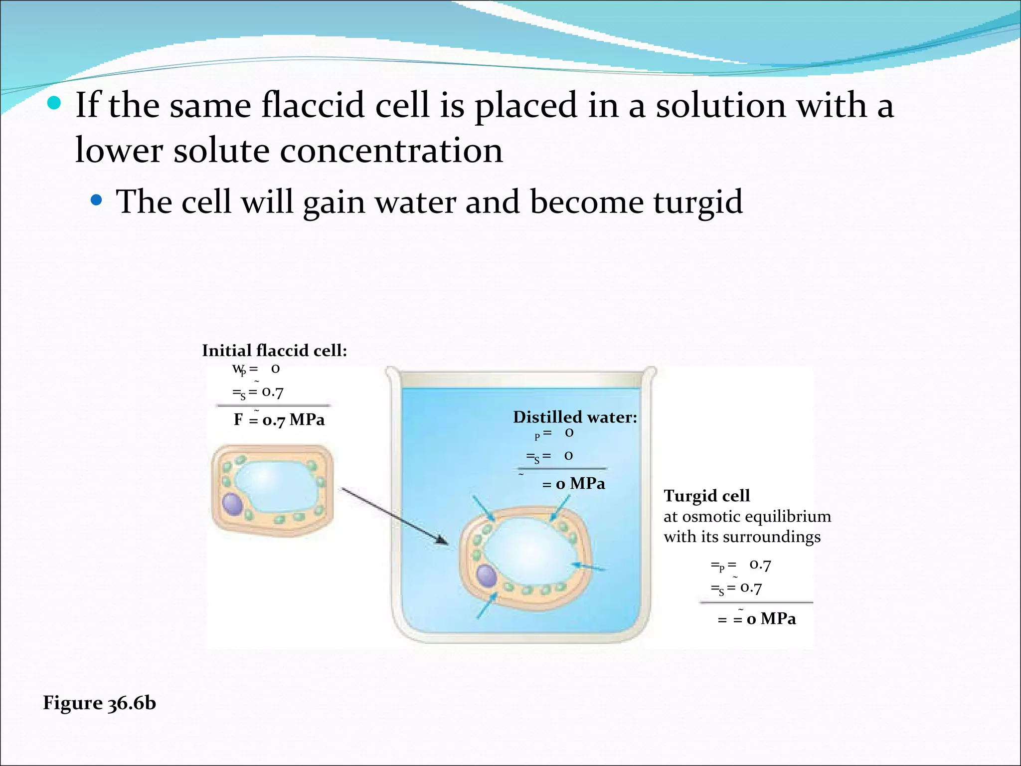 Plant transport ppt | PPT