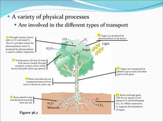 Plant transport ppt | PPT