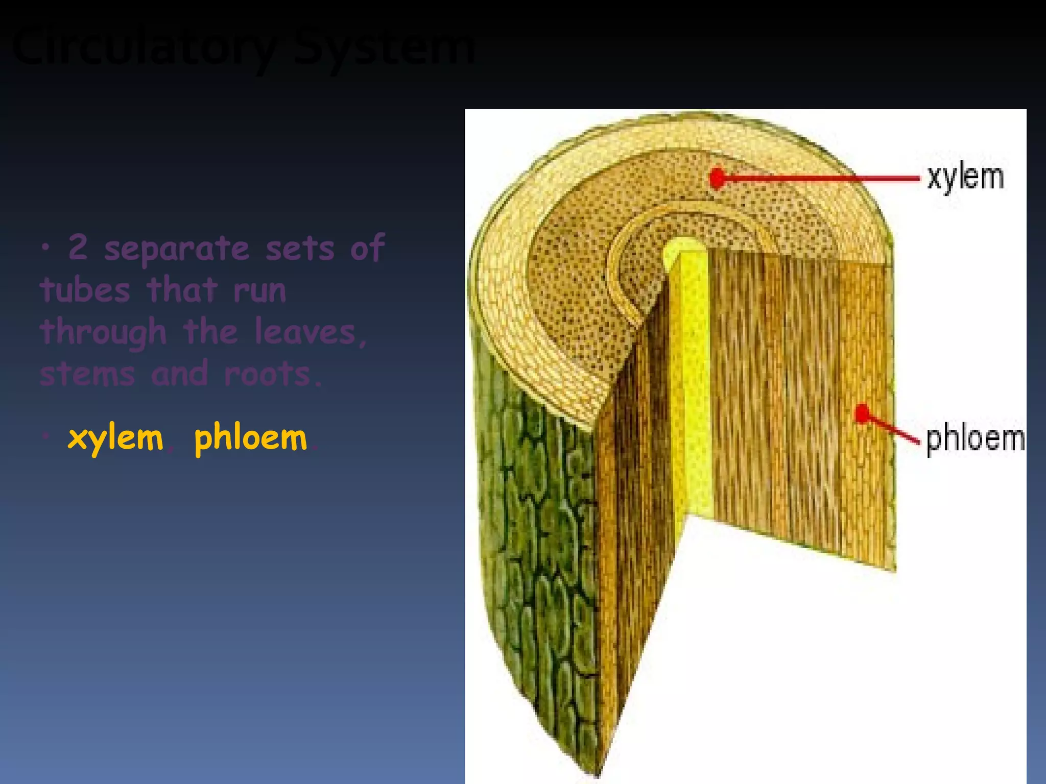 Plant Transport System | PPT