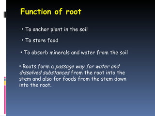 Plant Transport System | PPT