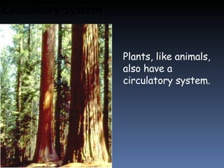 Plant Transport System | PPT