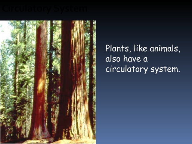 Plant Transport System | PPT