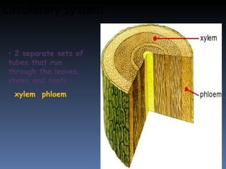 Plant Transport System | PPT