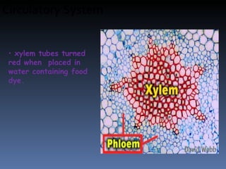 Plant Transport System | PPT