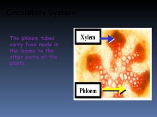 Plant Transport System | PPT