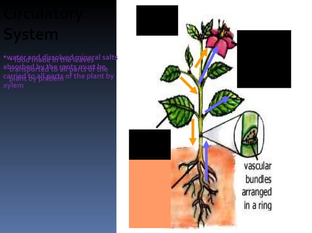 Plant Transport System | PPT