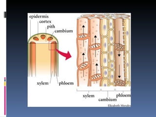Plant Transport System | PPT