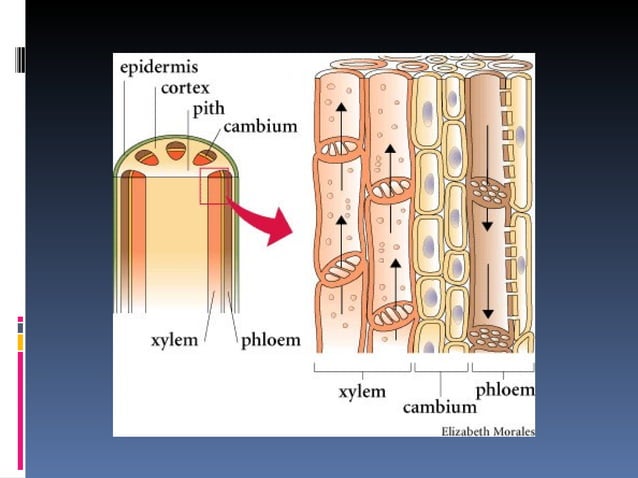 Plant Transport System | PPT