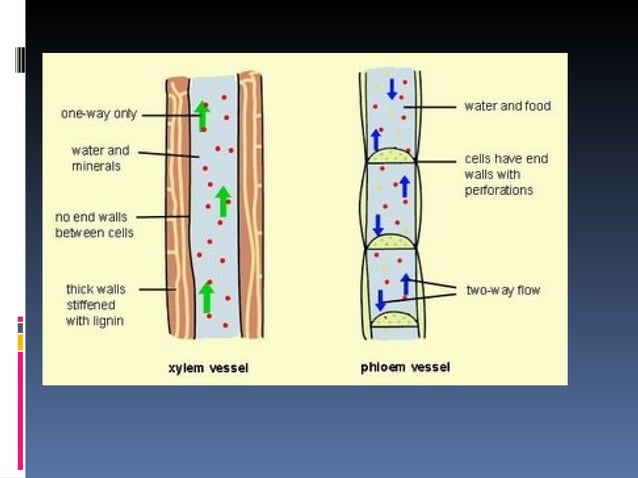 Plant Transport System | PPT