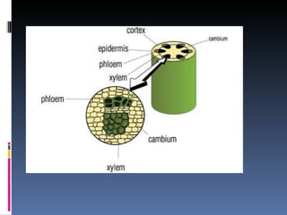 Plant Transport System | PPT