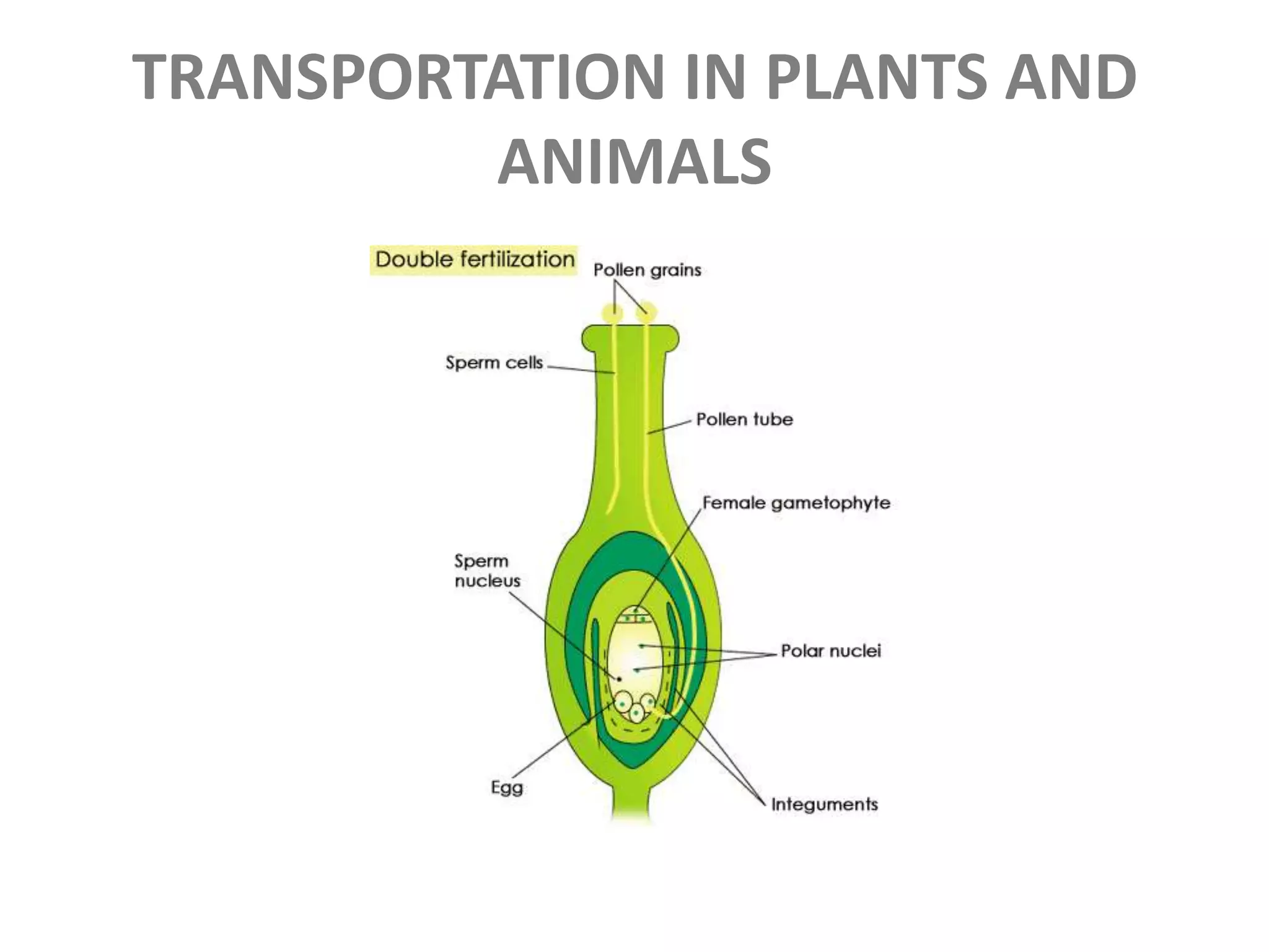 Plant transport system | PPTX