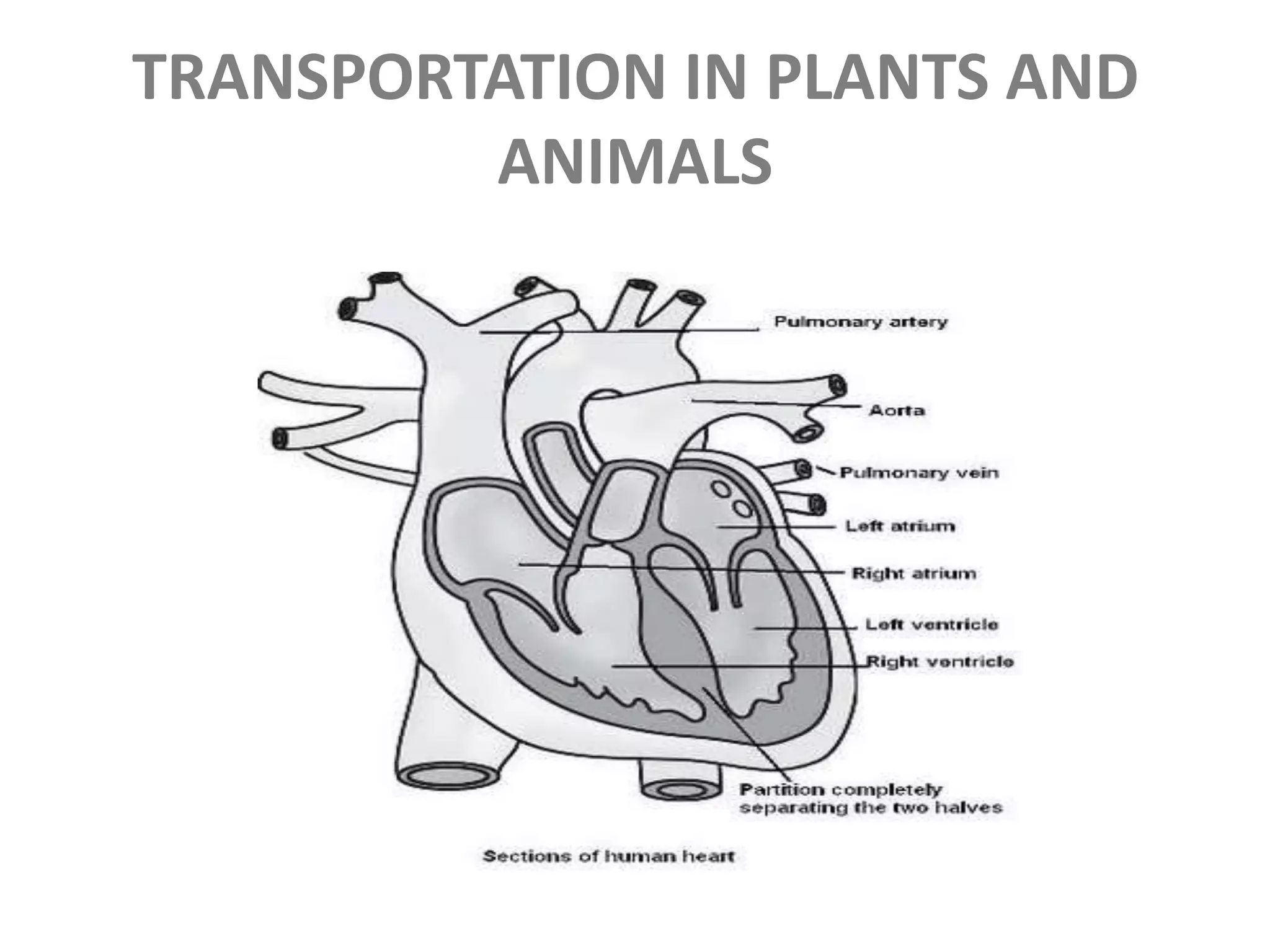 Plant transport system | PPTX