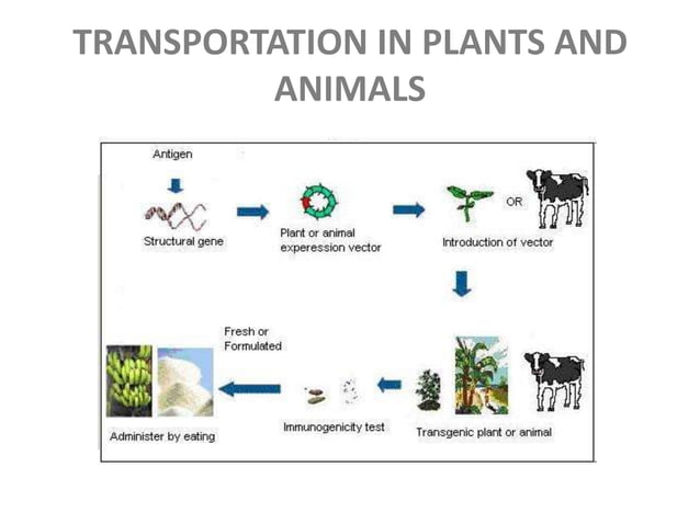 Plant transport system | PPTX