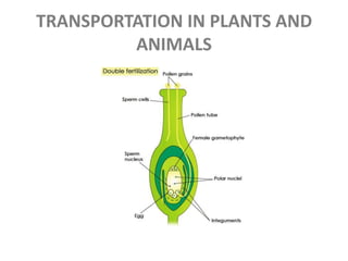 Transportation System In Plants