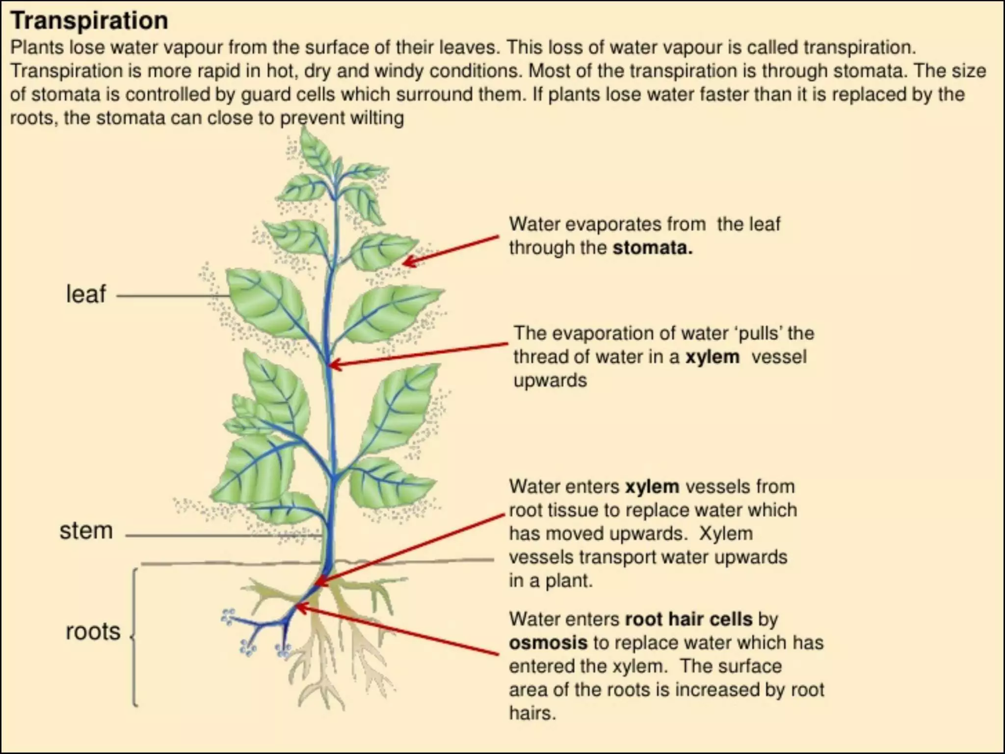 Biology - Plant Transport System.pptx
