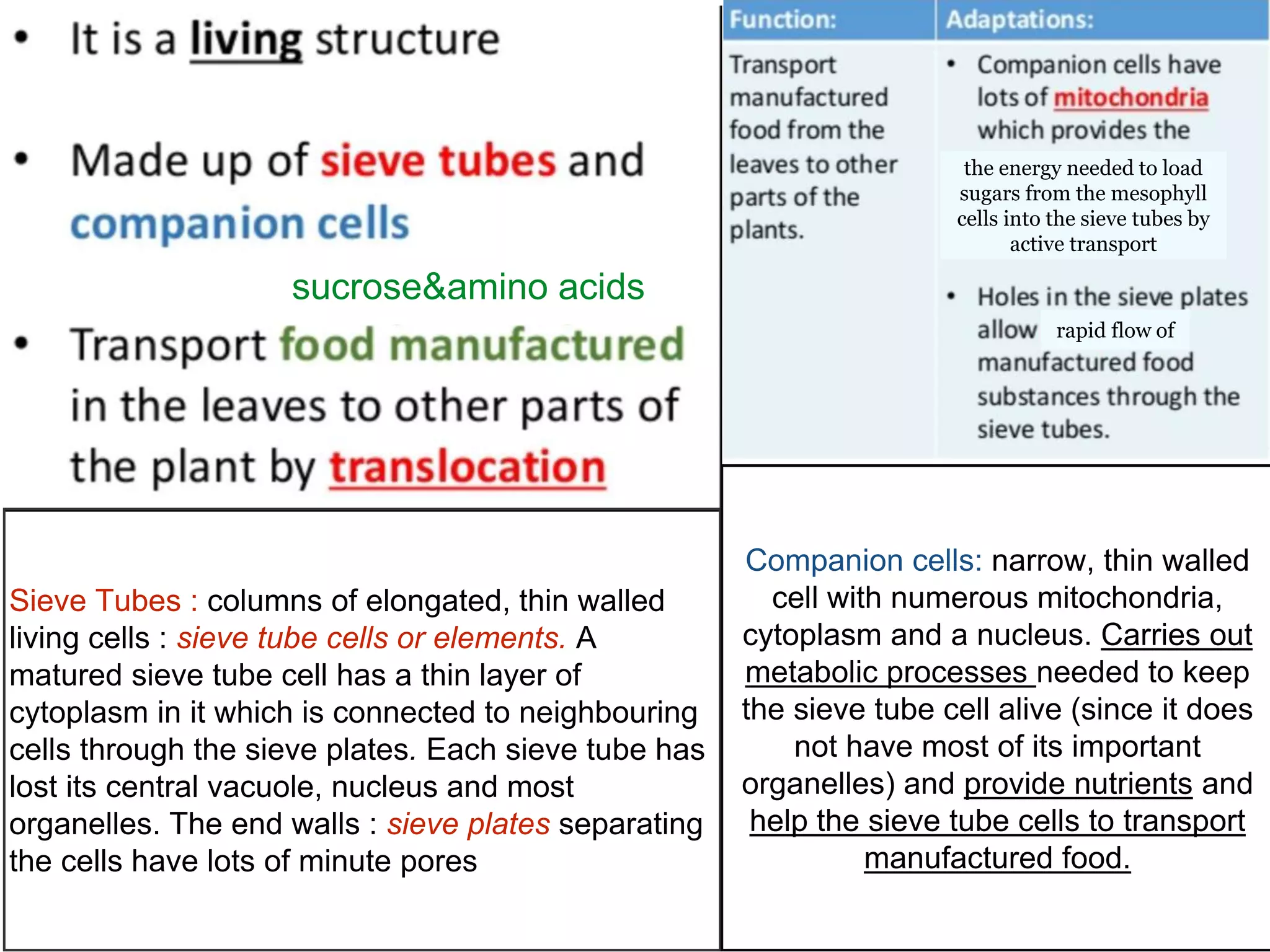 Biology - Plant Transport System.pptx
