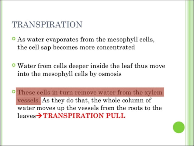 Biology - Plant Transport System.pptx