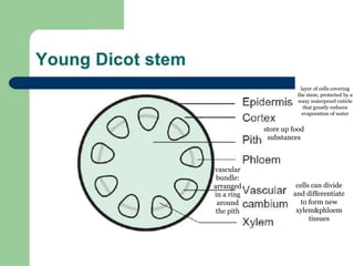 Biology - Plant Transport System.pptx