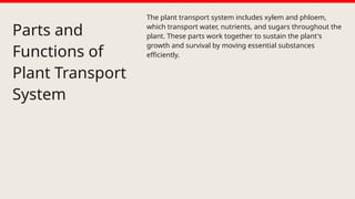 Plant Transport System Lesson.......pptx
