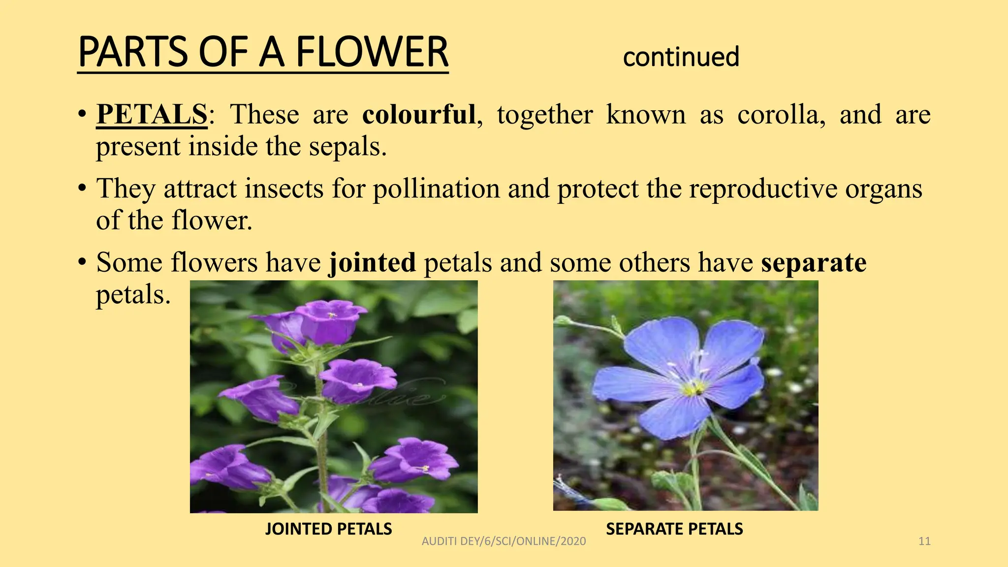 planttttsssss.pptx atomospheric plants in the | PPTX