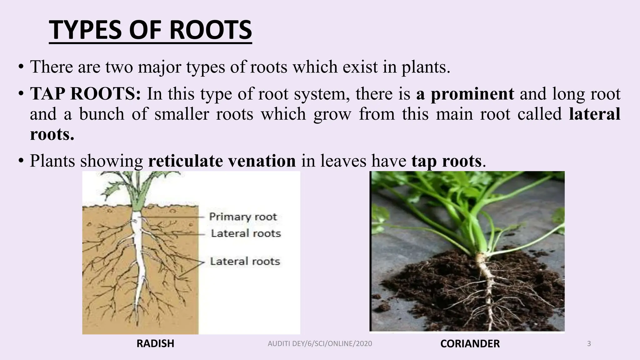 planttttsssss.pptx atomospheric plants in the | PPTX