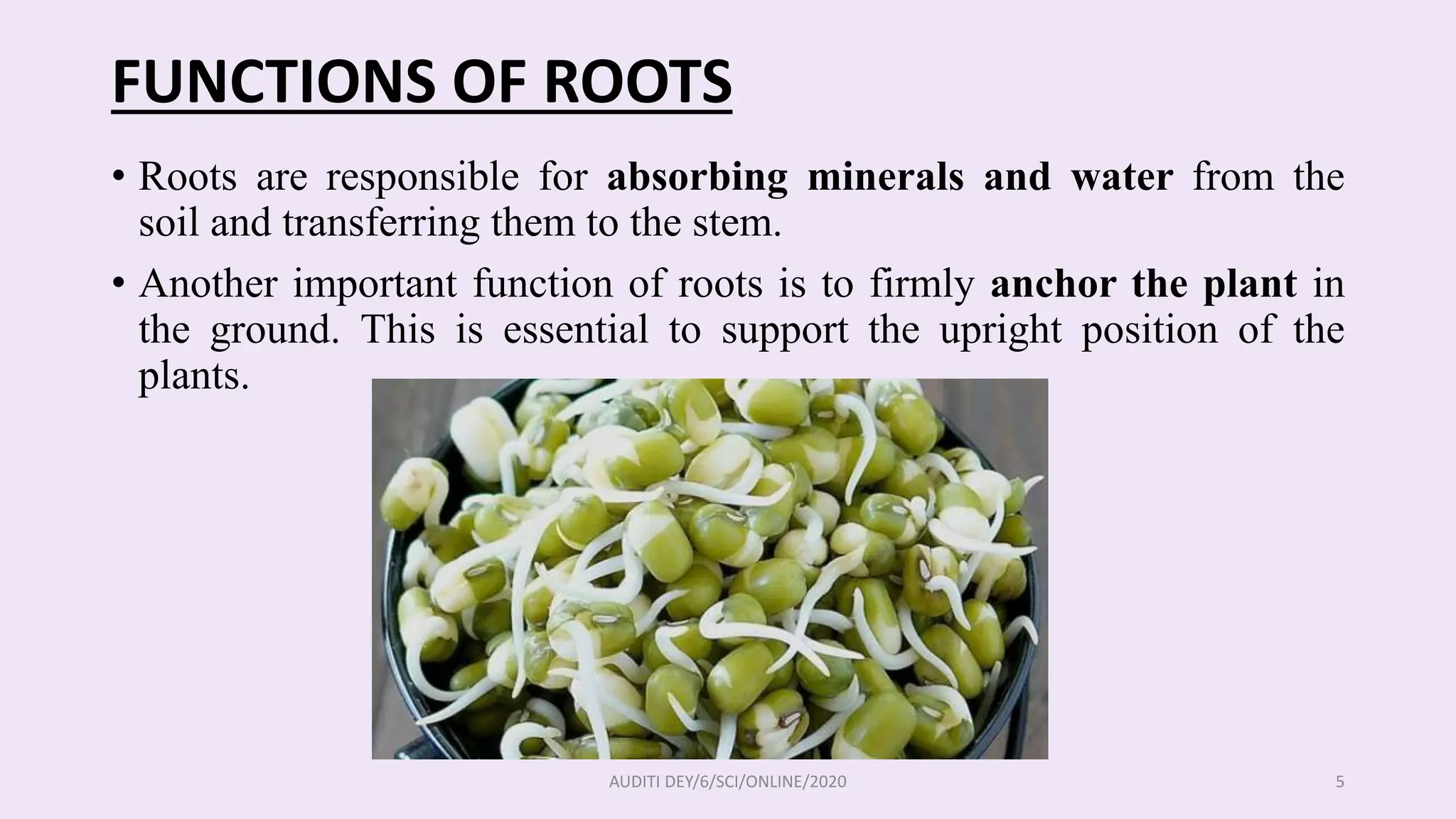 planttttsssss.pptx atomospheric plants in the | PPTX