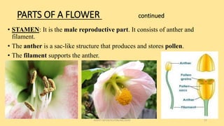 planttttsssss.pptx atomospheric plants in the | PPTX