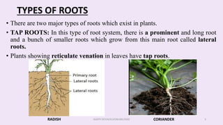 planttttsssss.pptx atomospheric plants in the | PPTX