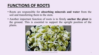 planttttsssss.pptx atomospheric plants in the | PPTX
