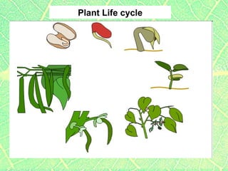 Plant unit: a study on plant classification, germination, pollination ...