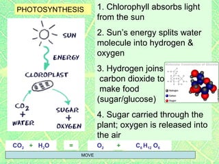 Plant unit: a study on plant classification, germination, pollination ...