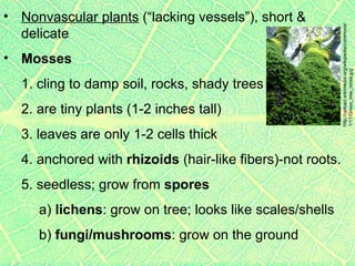 Plant unit: a study on plant classification, germination, pollination ...