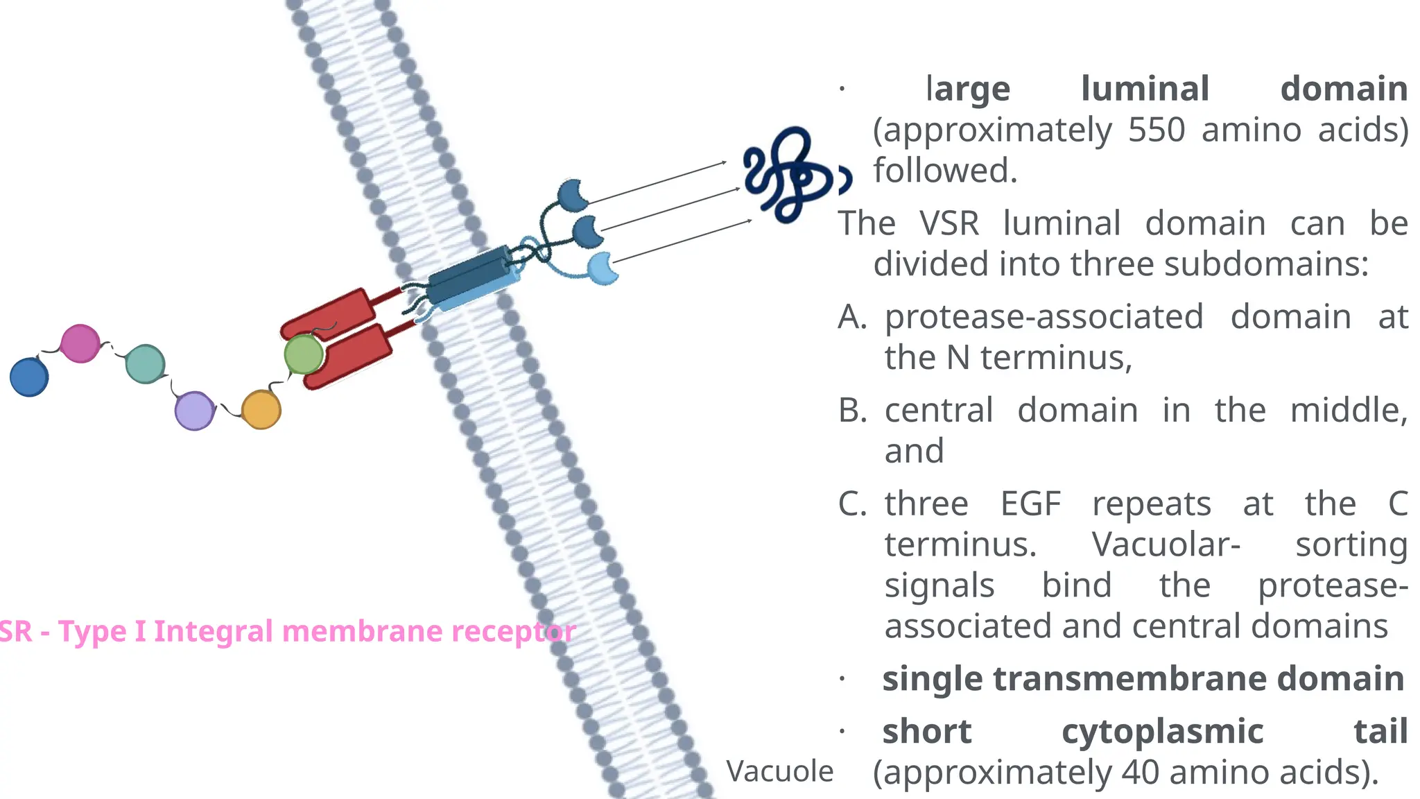 Plant Vacuole Biogenesis / Bioengineering , their roles, their models ...