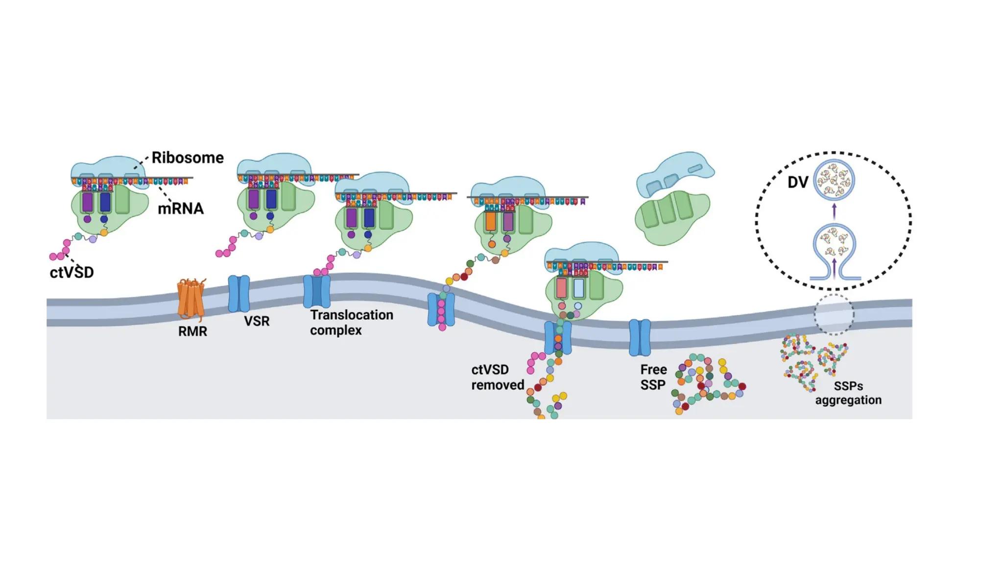 Plant Vacuole Biogenesis / Bioengineering , their roles, their models ...