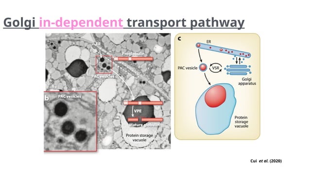 Plant Vacuole Biogenesis / Bioengineering , their roles, their models ...