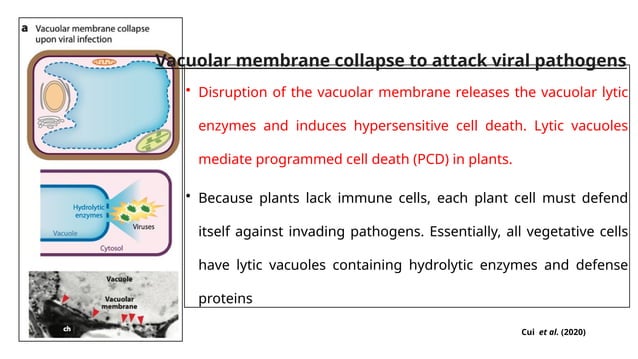 Plant Vacuole Biogenesis / Bioengineering , their roles, their models ...
