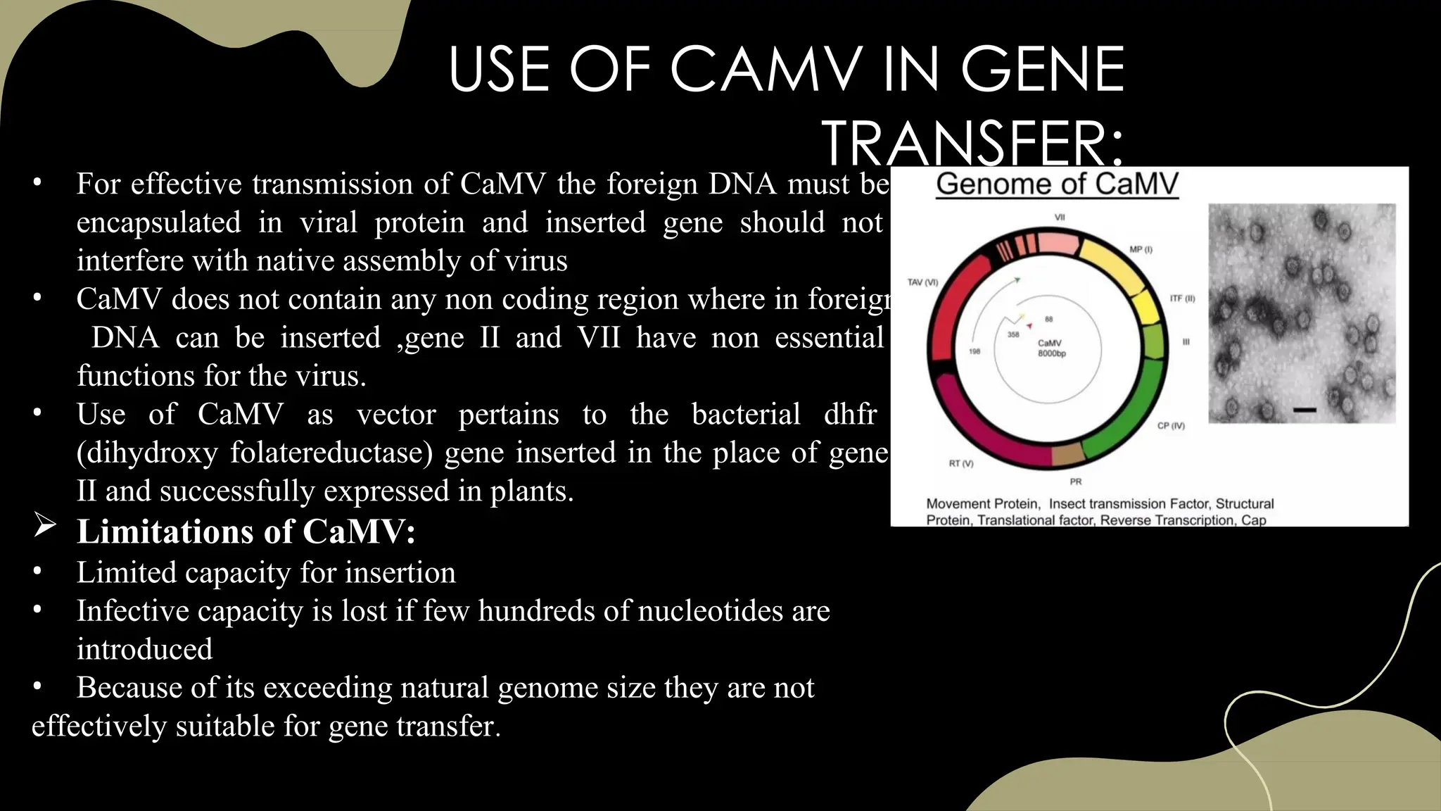PLANT VIRAL VECTORS.ppt