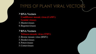 PLANT VIRAL VECTORS.ppt