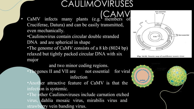 PLANT VIRAL VECTORS.ppt
