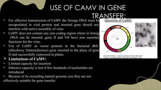 PLANT VIRAL VECTORS.ppt