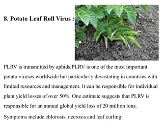 Plant virology | PPTX