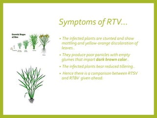 Plant virology | PPT