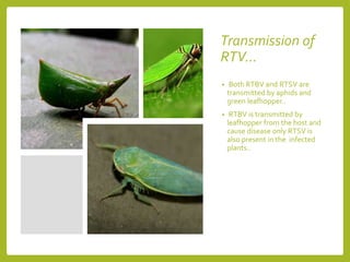 Plant virology | PPT