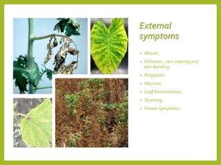 Plant virology | PPTX
